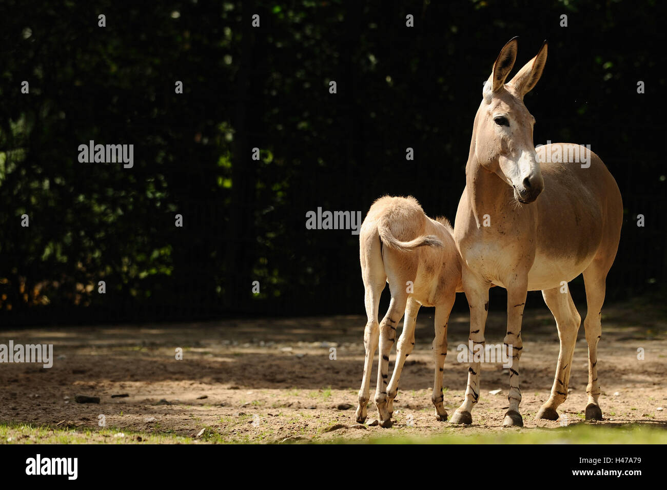 Somali donkey hi-res stock photography and images - Alamy