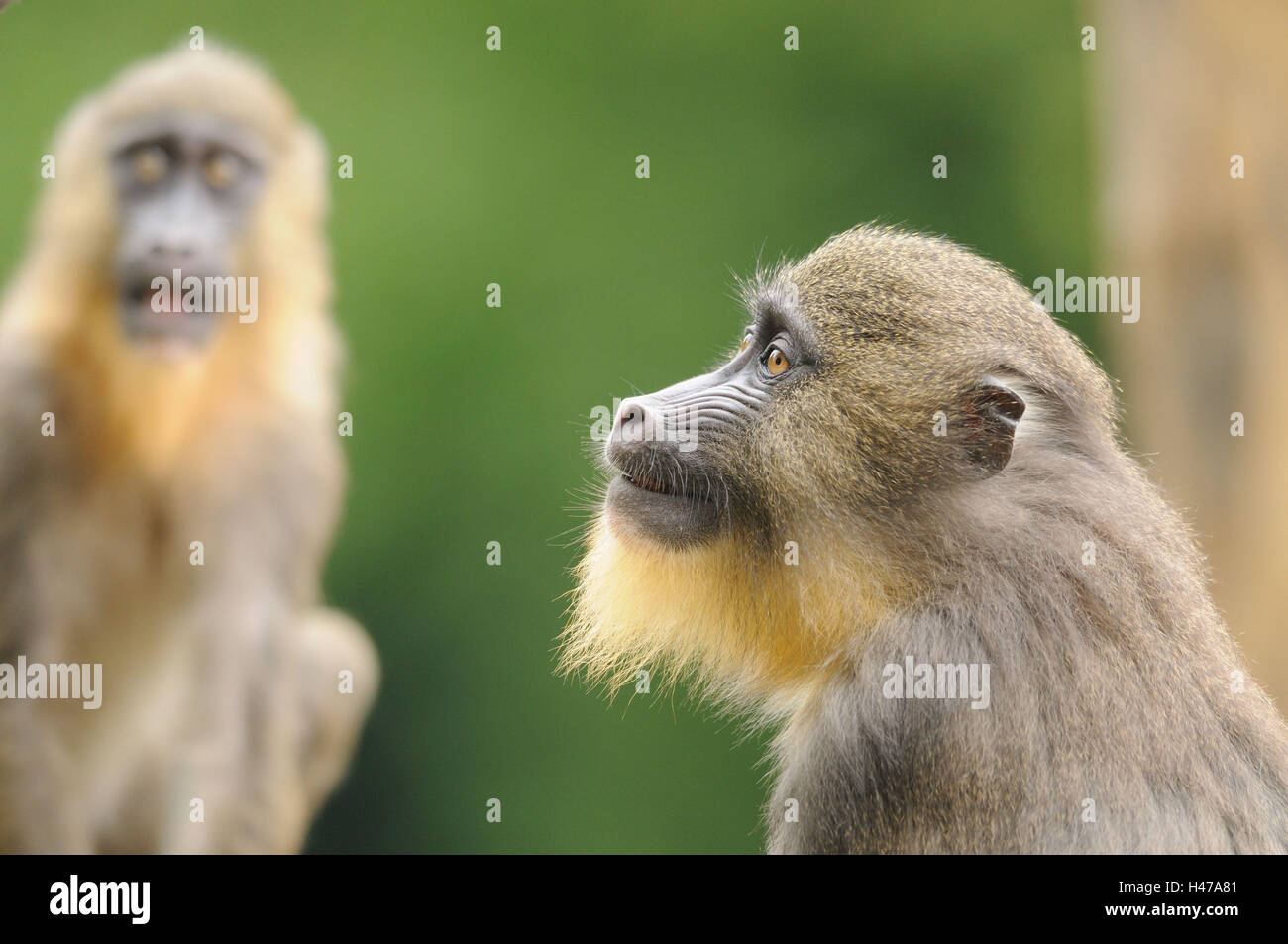 Mandrill, Mandrillus sphinx, half portrait, side view Stock Photo - Alamy