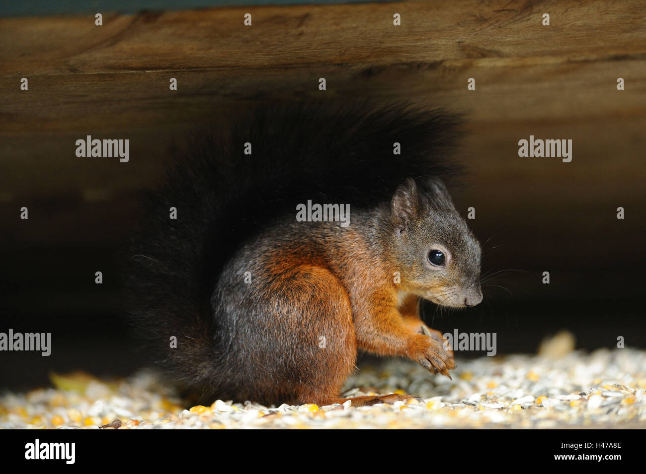 Squirrels, Sciurus vulgaris, sit, side view Stock Photo - Alamy