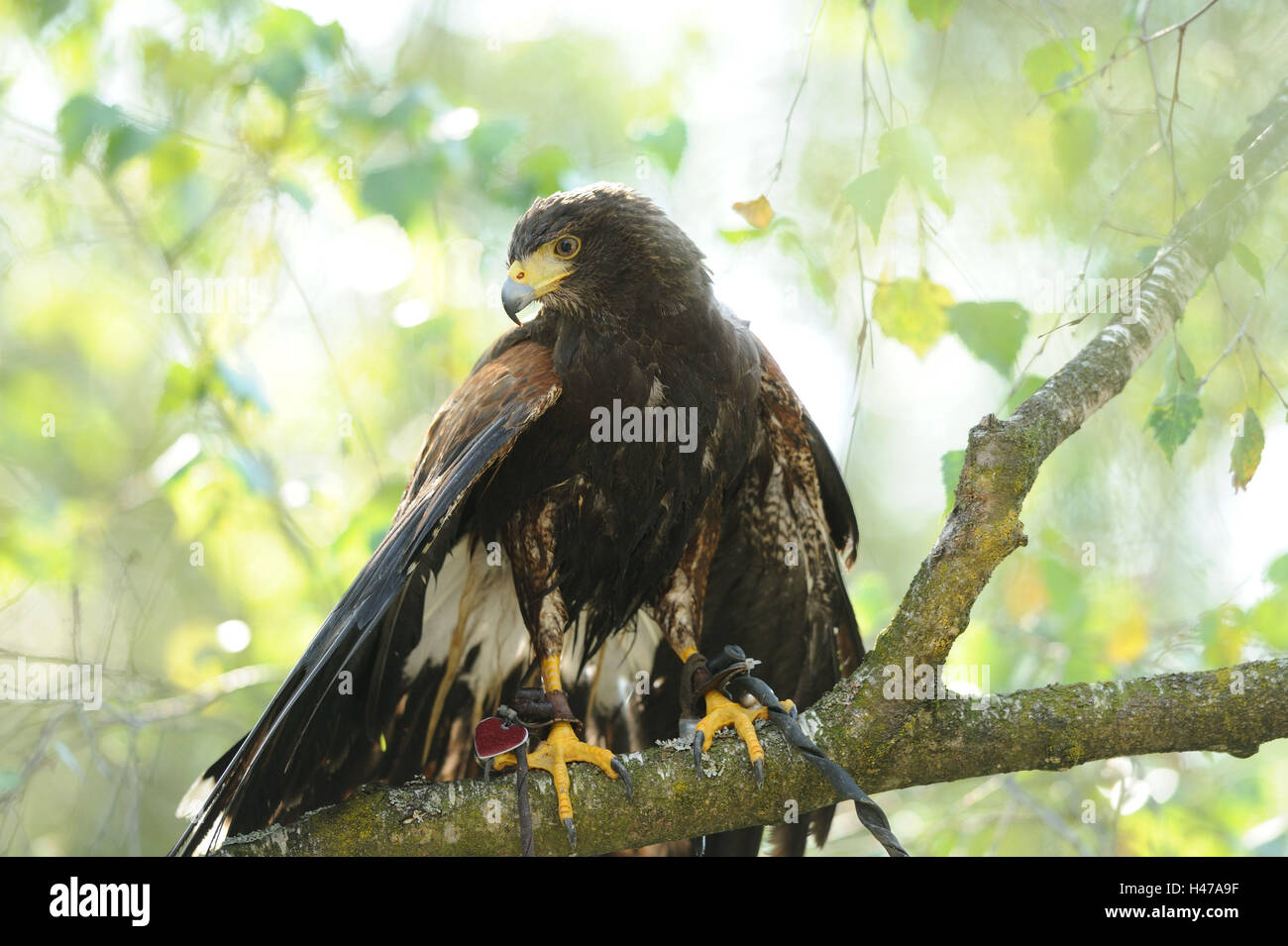 Wild buzzard, Parabuteo unicinctus, branch, sit, head-on, view side ...