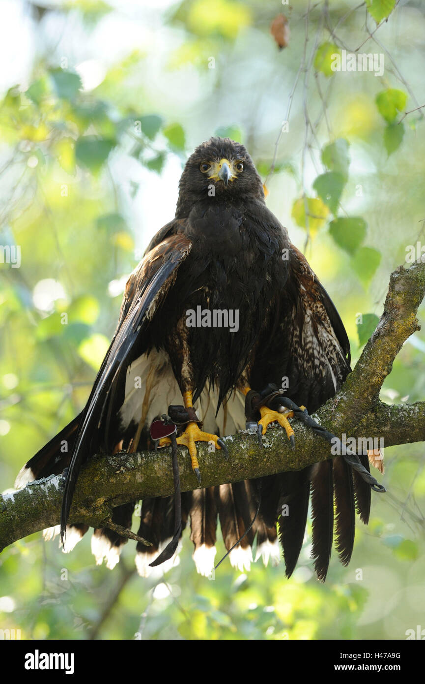 Wild buzzard, Parabuteo unicinctus, branch, sit, head-on, view camera ...