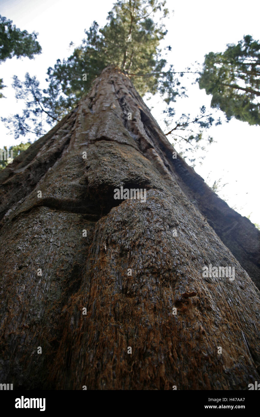 The USA, California, Sierra Nevada, Sequoia, national park, sequoia ...