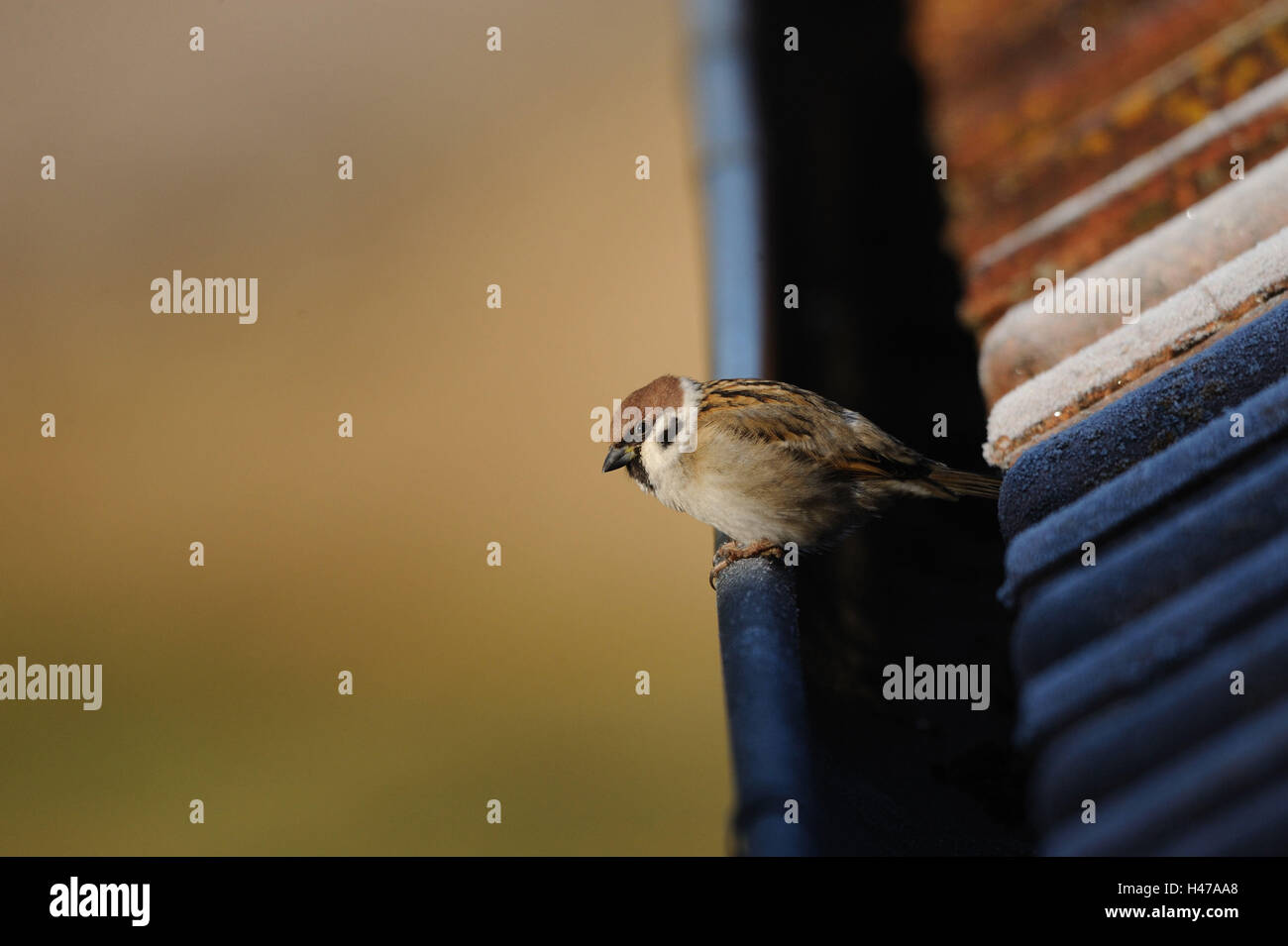 Passer montanus house hi-res stock photography and images - Alamy