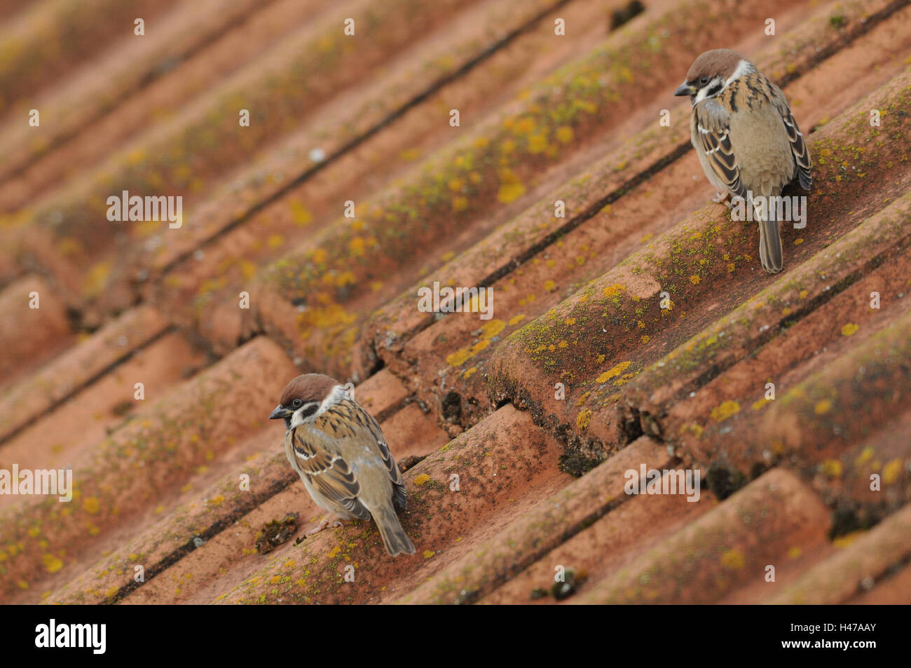 Passer montanus house hi-res stock photography and images - Alamy