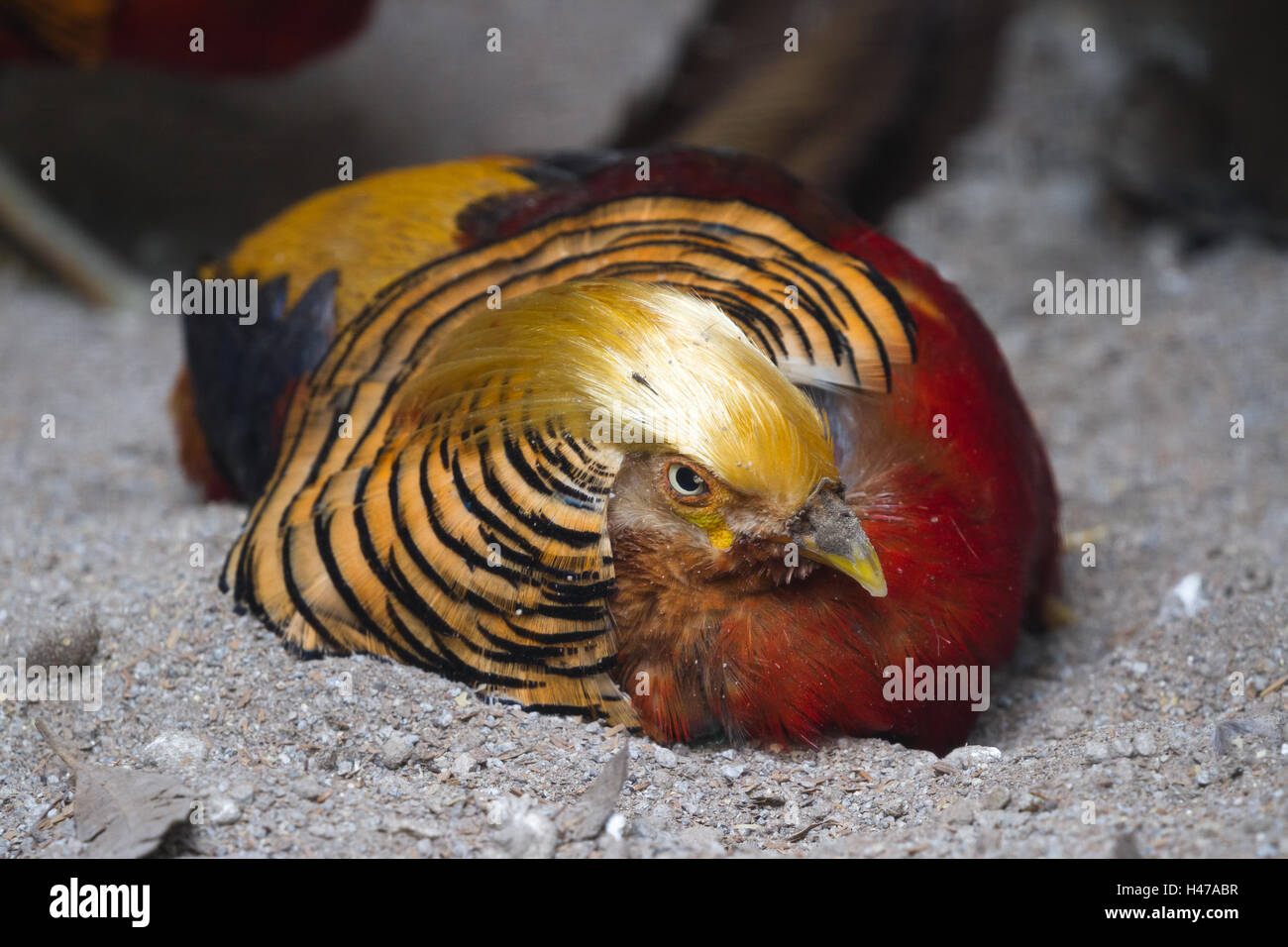 Pheasant laying down hi-res stock photography and images - Alamy