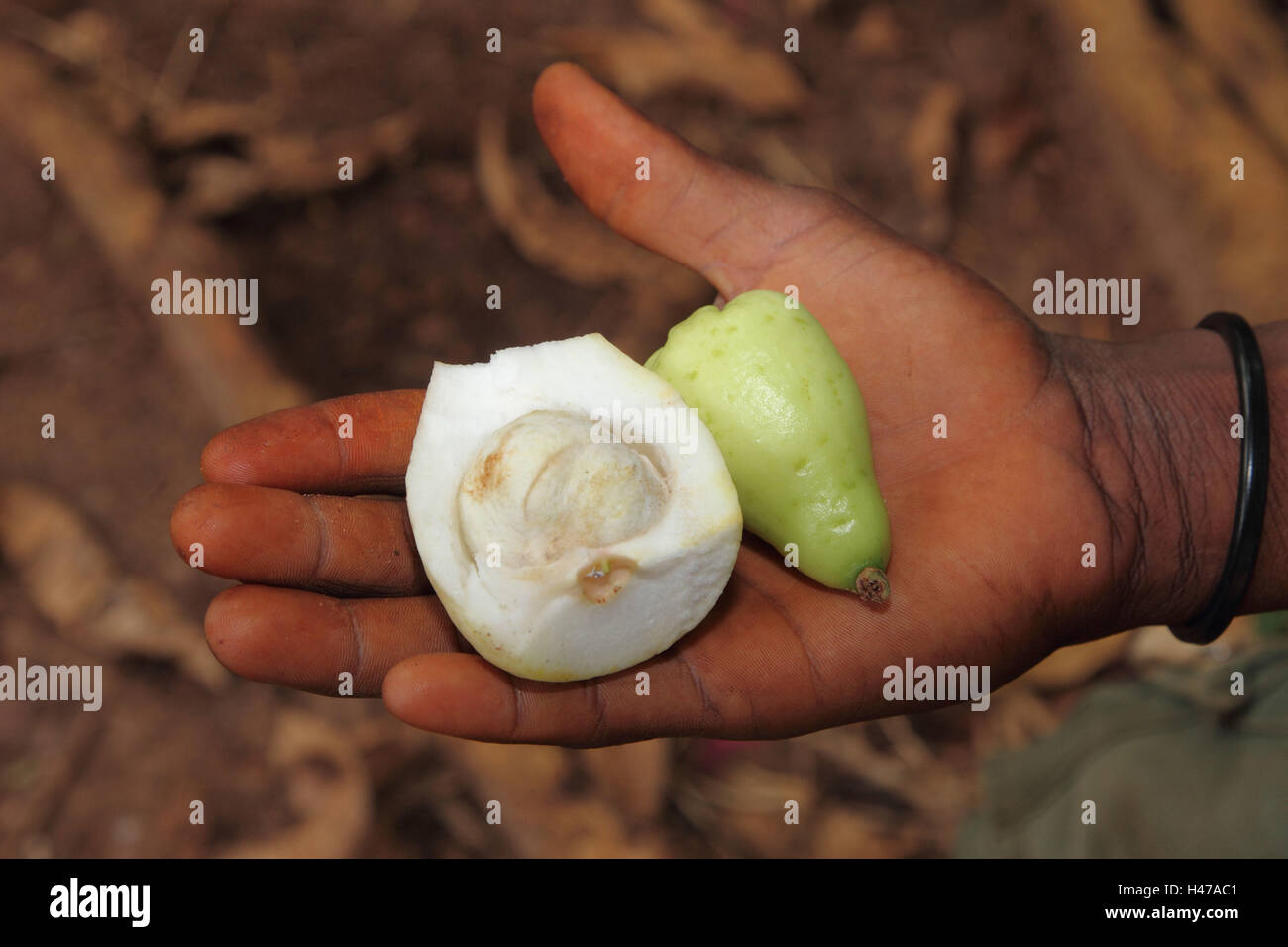 Zanzibar apple hi-res stock photography and images - Alamy