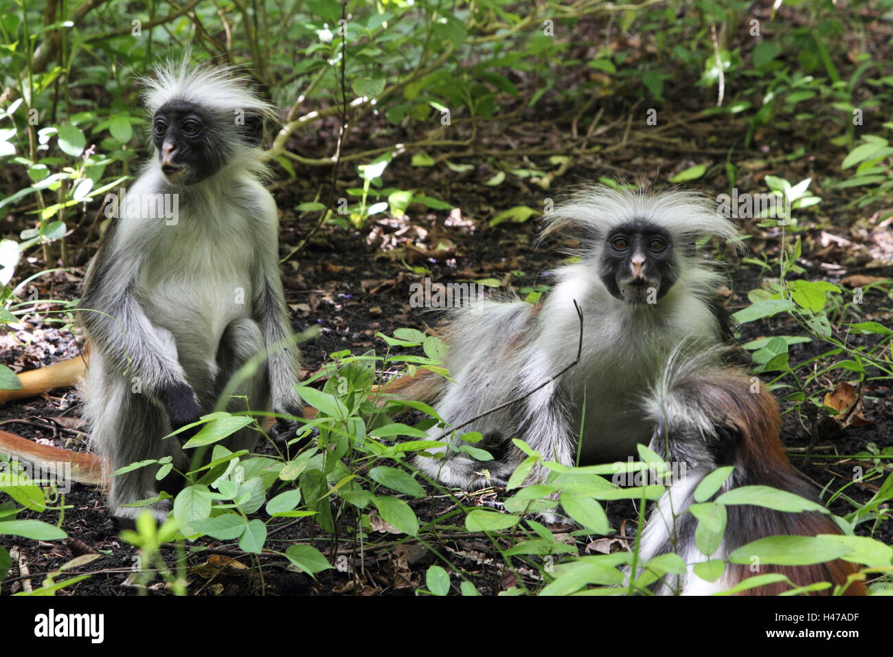 Zanzibar-stump monkeys in the forest floor Stock Photo - Alamy
