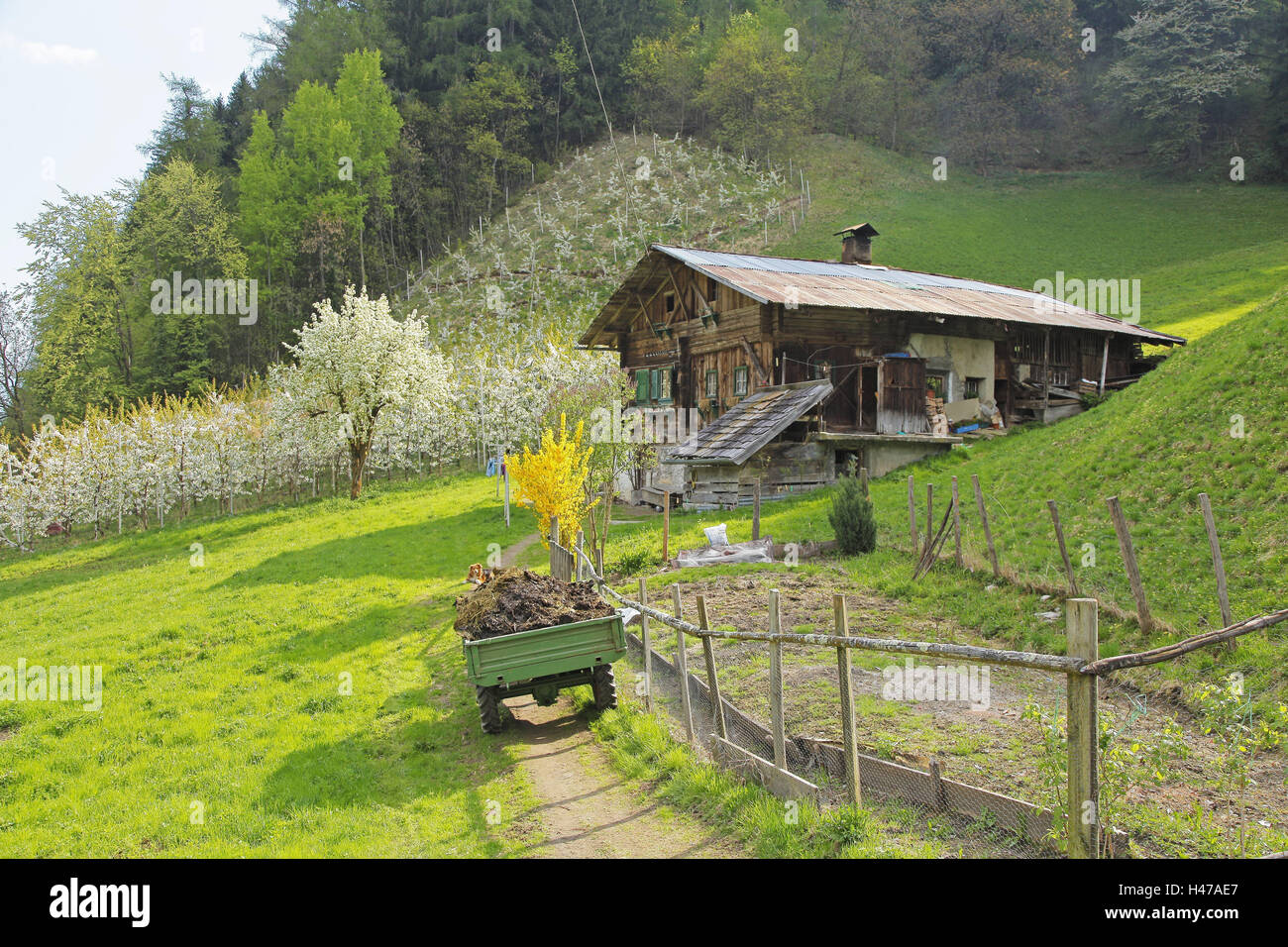 Pawn tree hi-res stock photography and images - Alamy