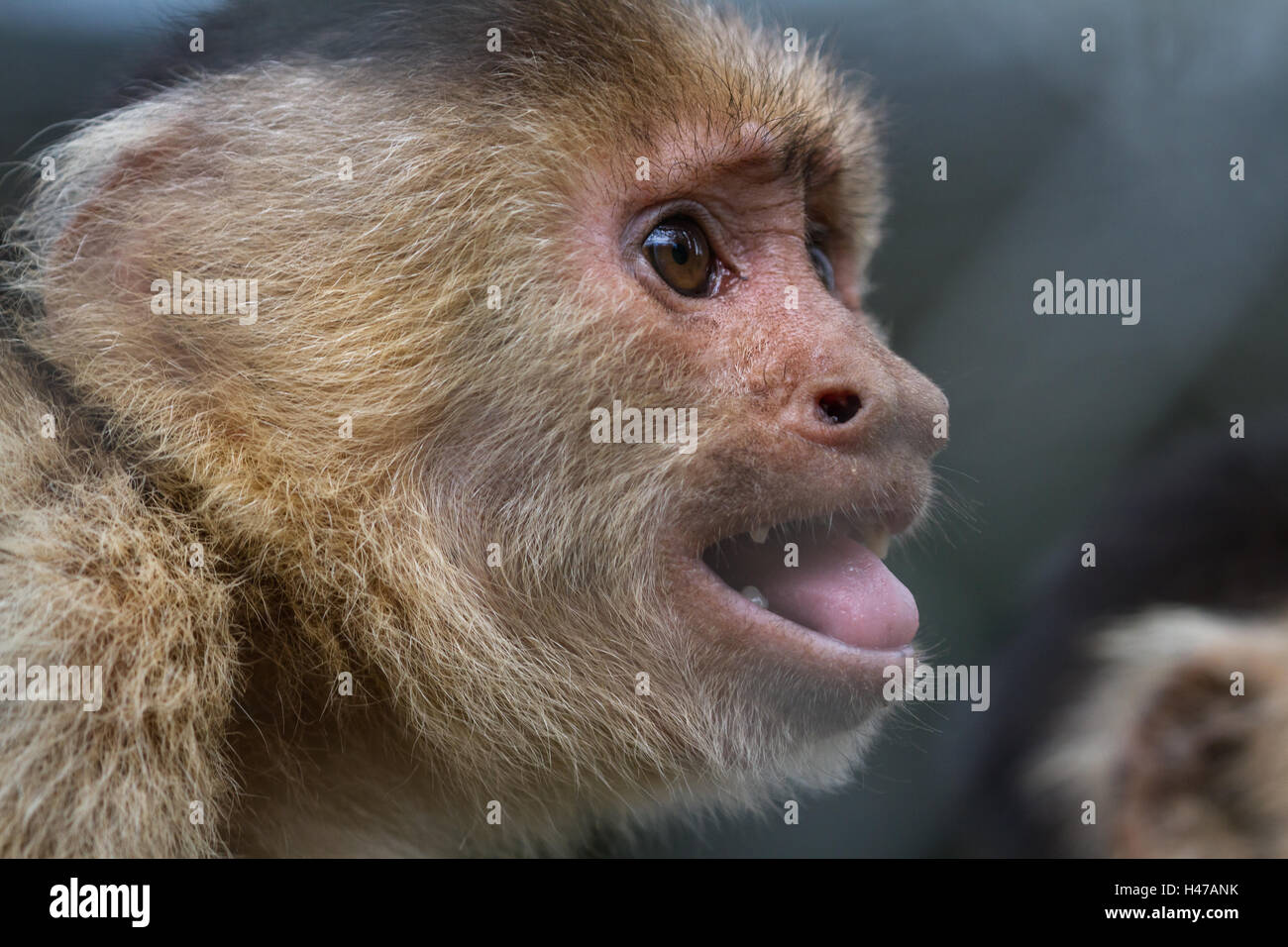close up of the face of a white faced capuchin monkey in a zoo in ...