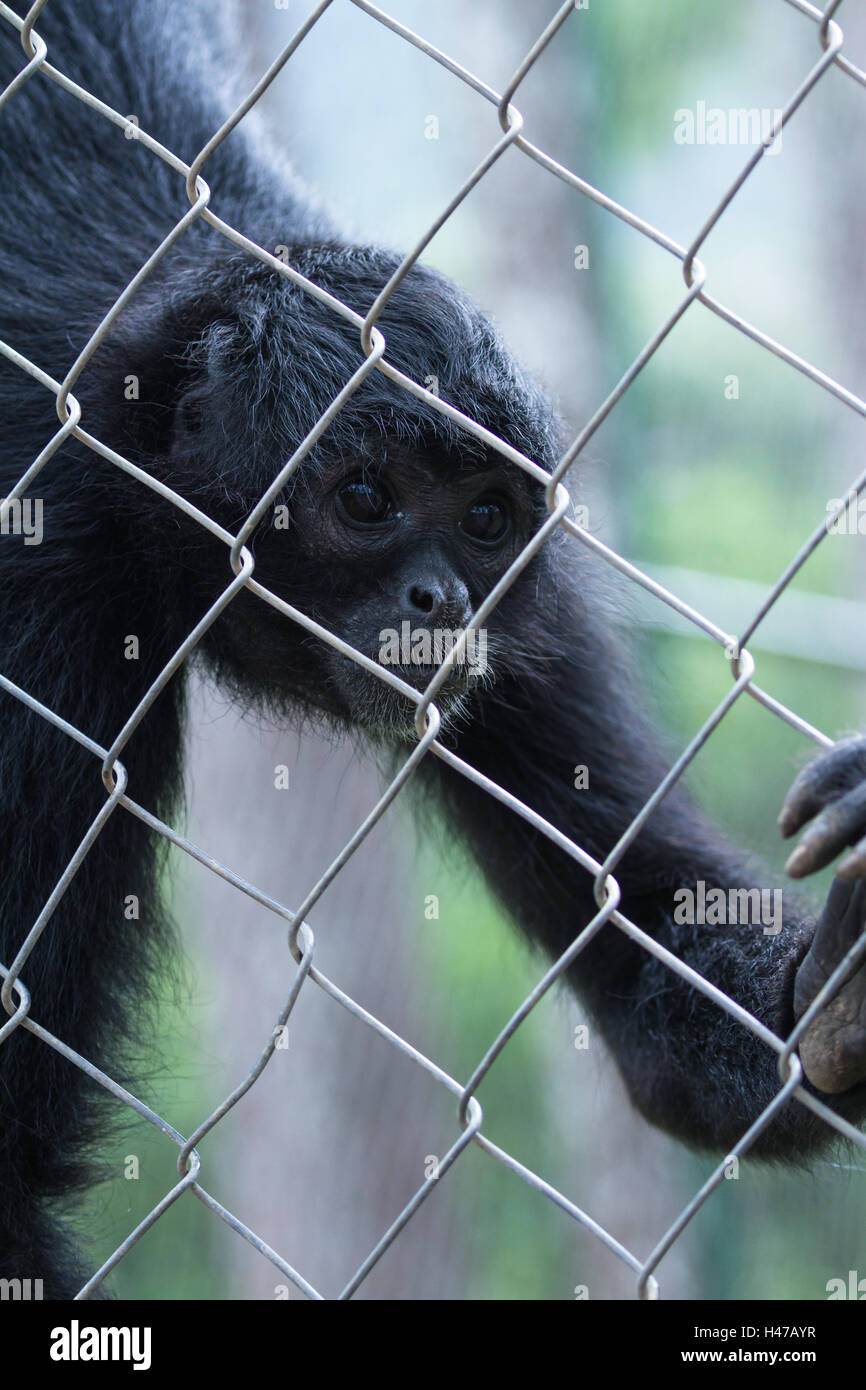 sad looking monkey captured in a cage for display and attraction in ...
