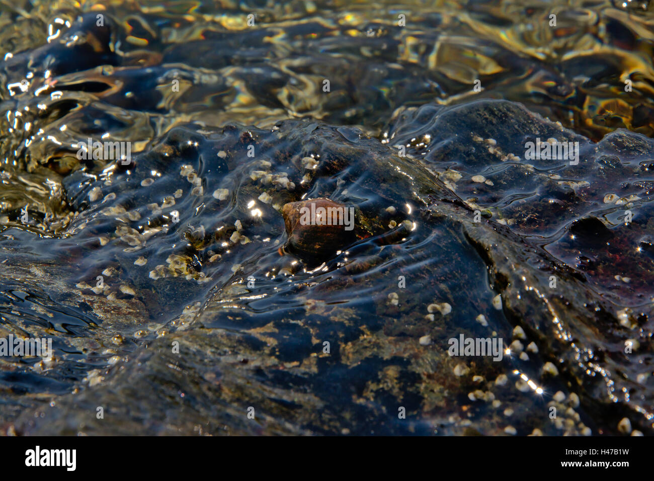 Shellfish under water hi-res stock photography and images - Alamy