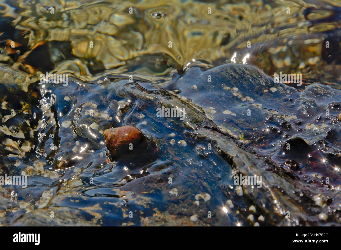 Shellfish under water hi-res stock photography and images - Alamy
