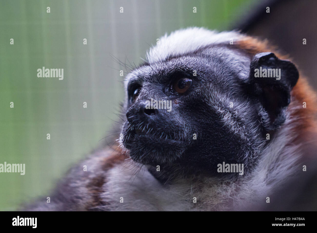 sad looking monkey captured in a cage for display and attraction in ...