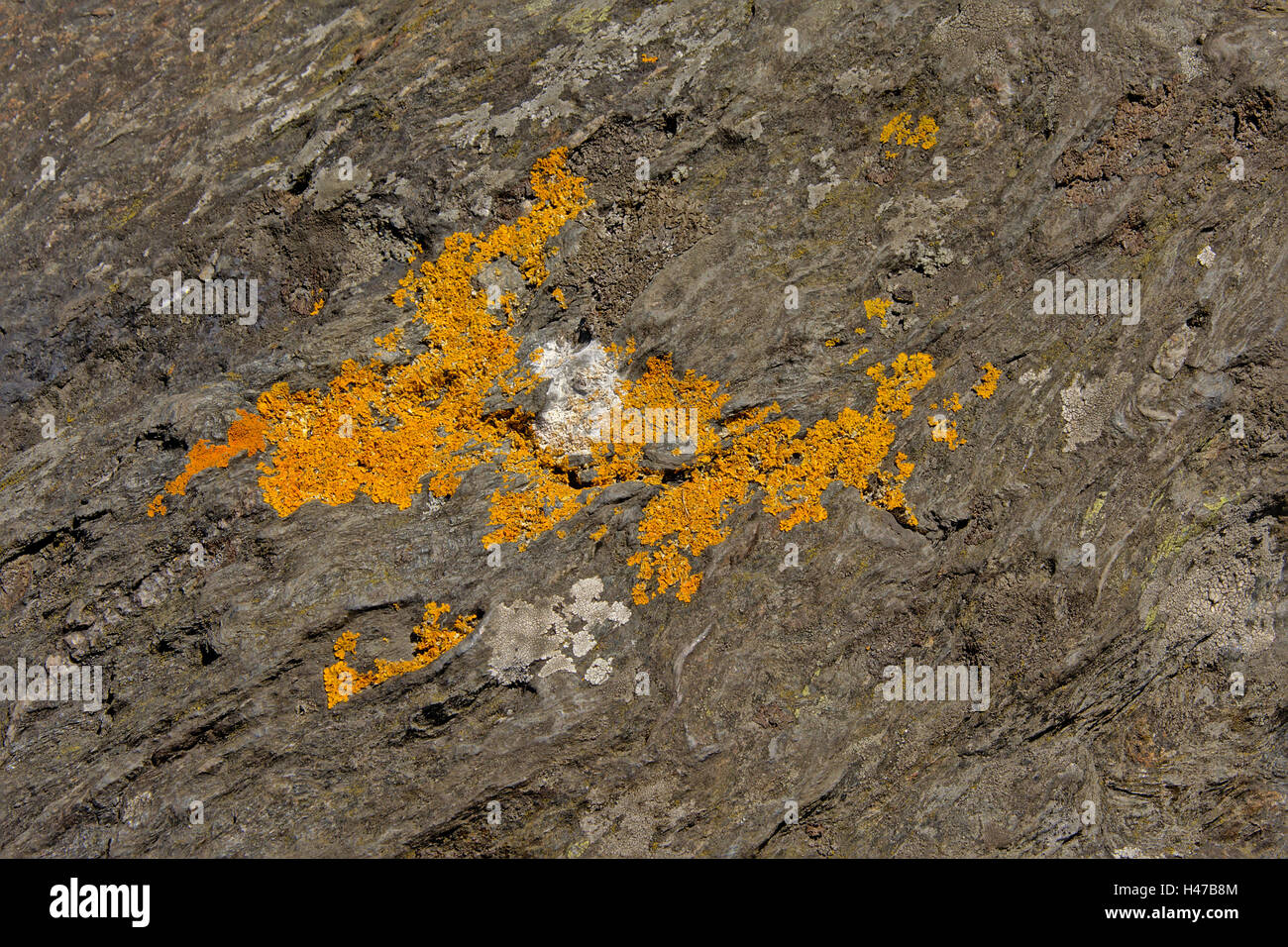 yellow lichen on a rock Stock Photo - Alamy