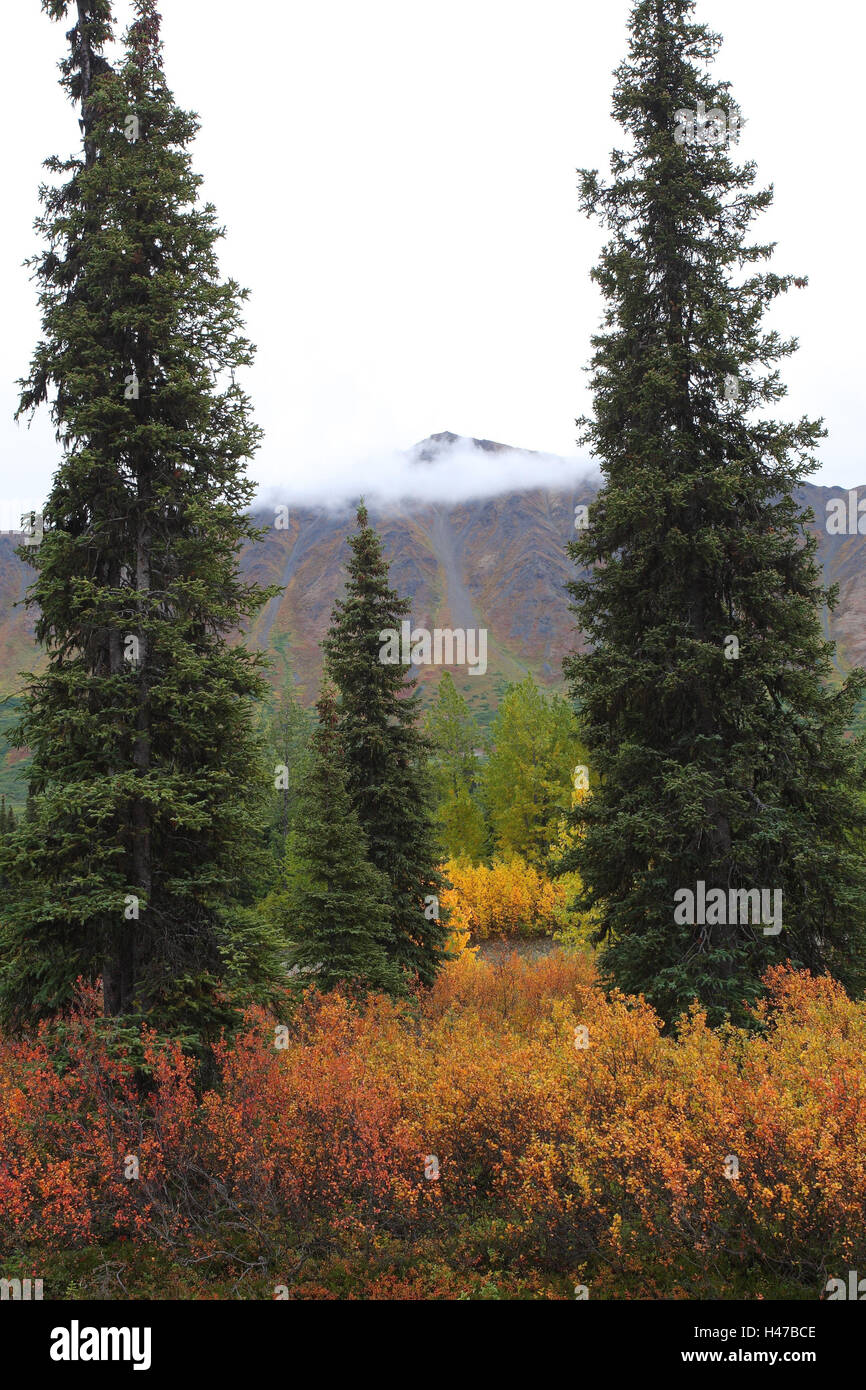 The USA, Alaska, scenery, trees, nature, autumn Stock Photo - Alamy