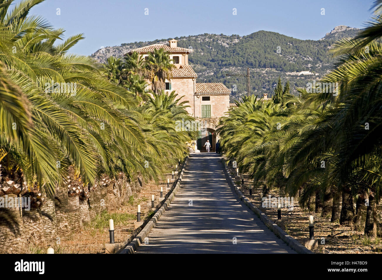 Spain, the Balearic Islands, Majorca, Finca, palms Stock Photo - Alamy