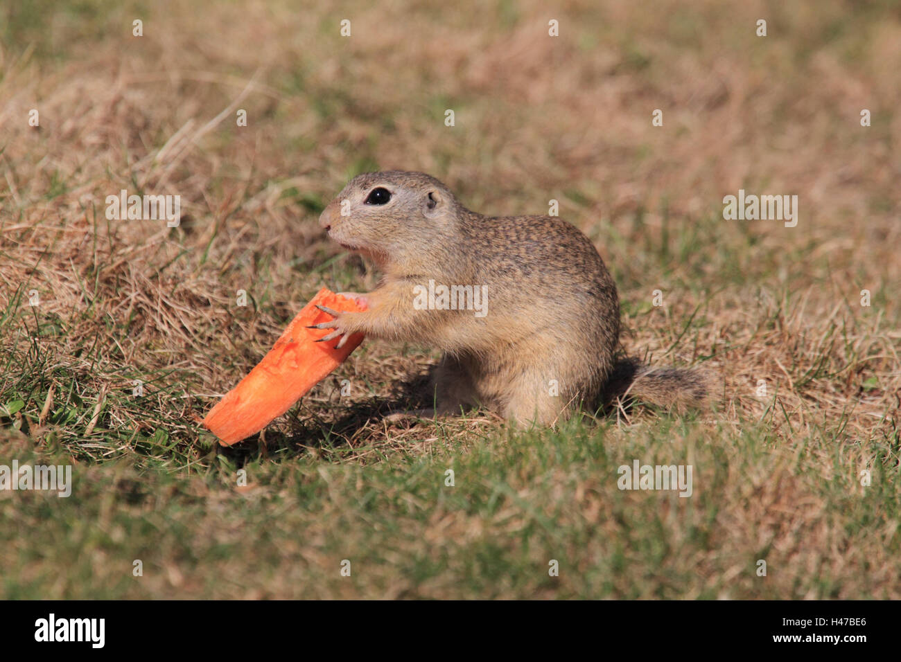 European Ziesel, side view, landscape format, animal, Ziesel, rodent ...