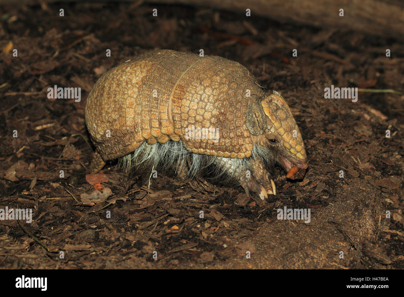 Sphere belt animal, landscape format, animal, wild animal, sphere belt ...