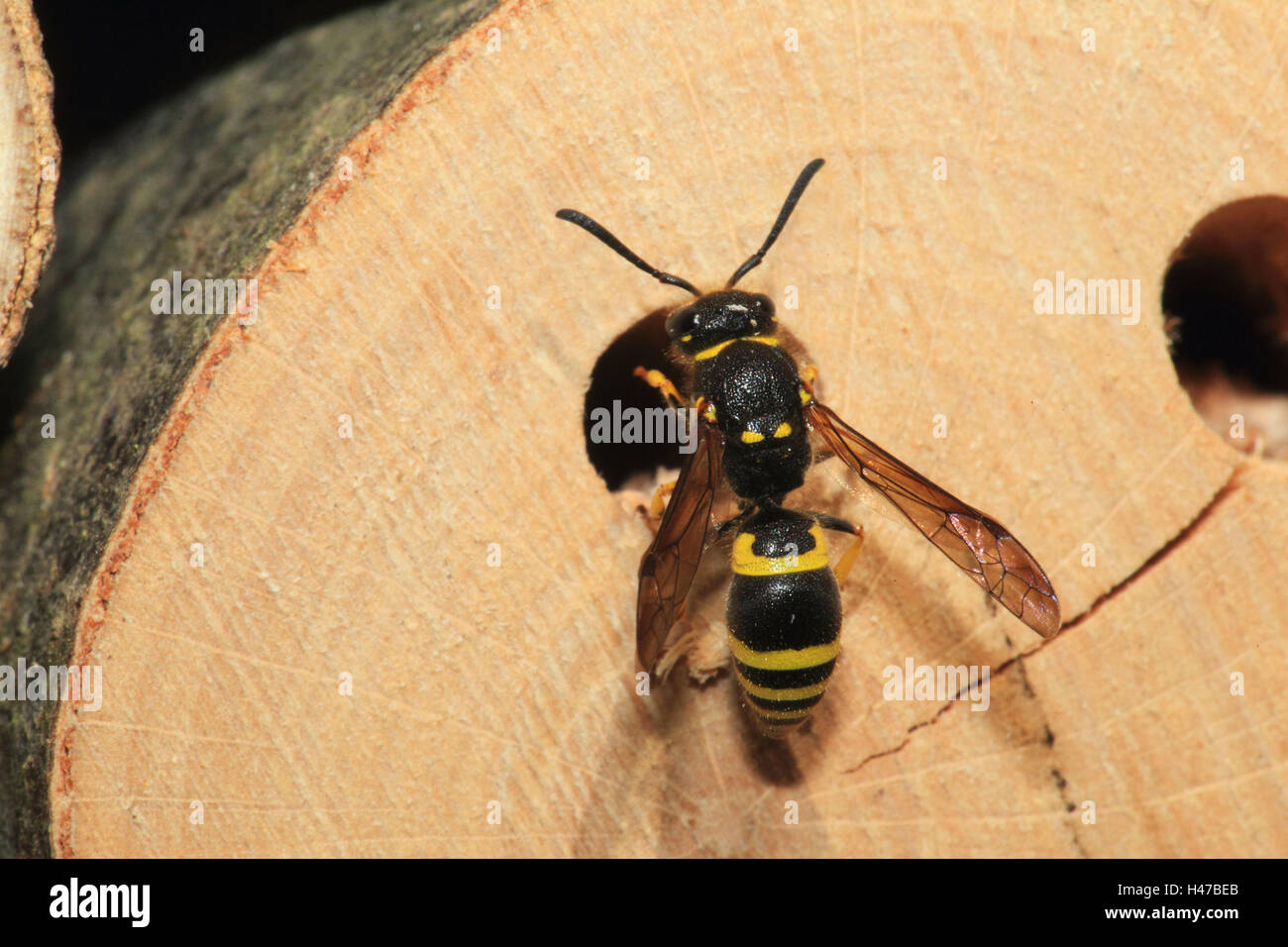 Hardhead's fly, brood pit, medium close-up, landscape format, insect ...