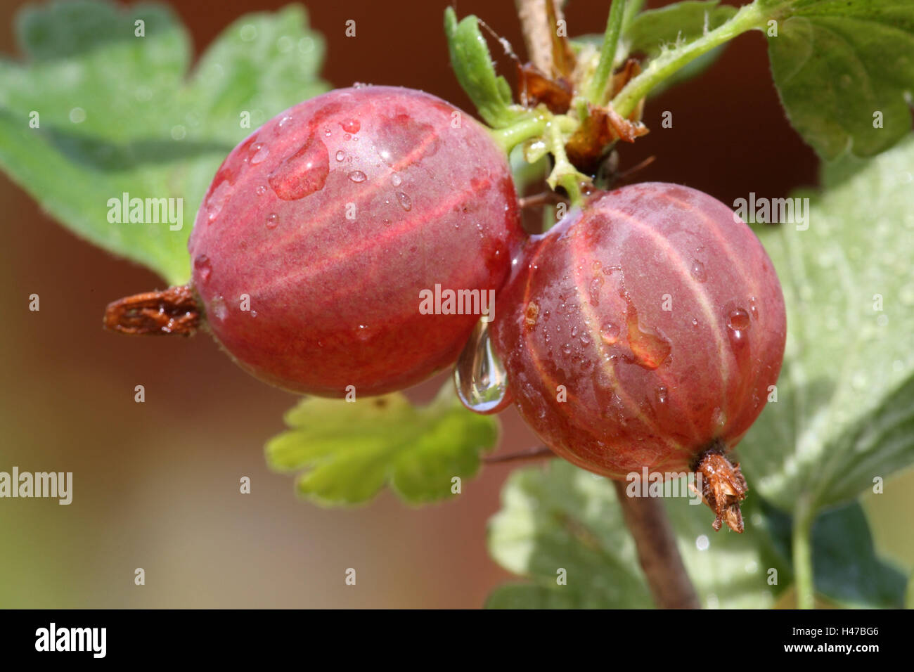 Fork, gooseberries, medium close-up Stock Photo - Alamy