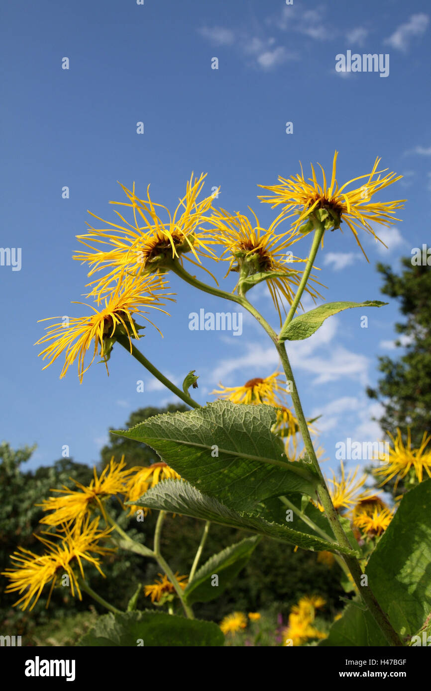 Garden flowers, 'of Echter Alant' Stock Photo - Alamy