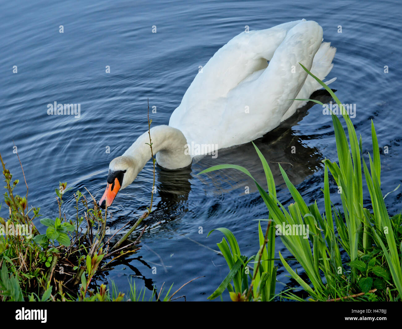 Swan eating from vegetation on the border of a lake Stock Photo - Alamy