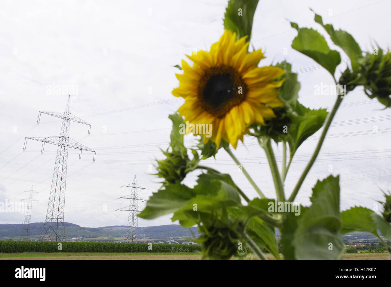 Sunflower field with high voltage poles hi-res stock photography and ...