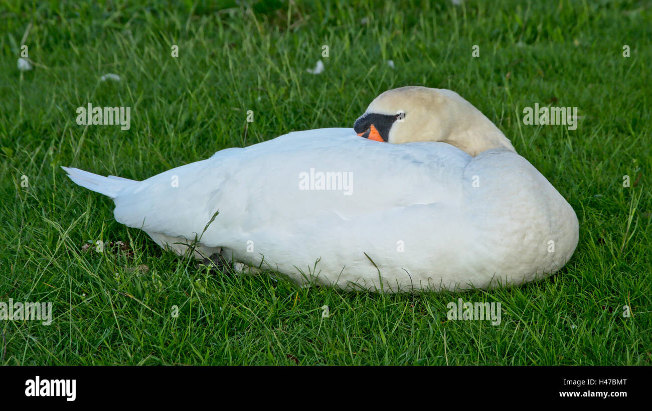 Mute swan (Cygnus) sleeping on the ground in the grass Stock Photo - Alamy