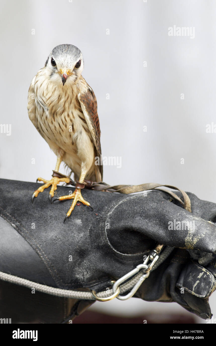 Peregrine falcon, Falco peregrinus, Falkenr, detail, leather ball glove ...