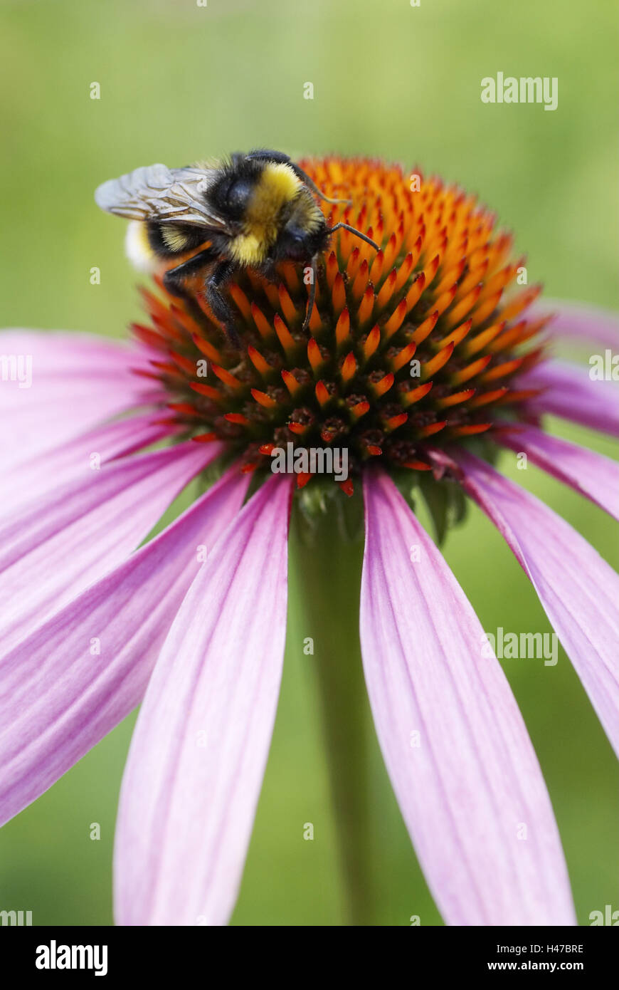 Echinacea, Purpurea, composites, blossom, bumblebee, Bombus, hortorum ...