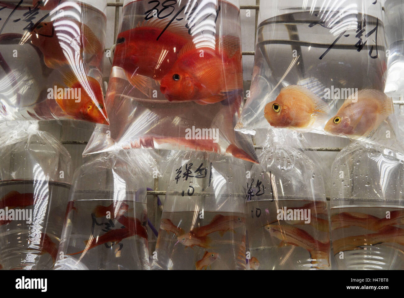 Hong kong china ornamental fish hi-res stock photography and images - Alamy