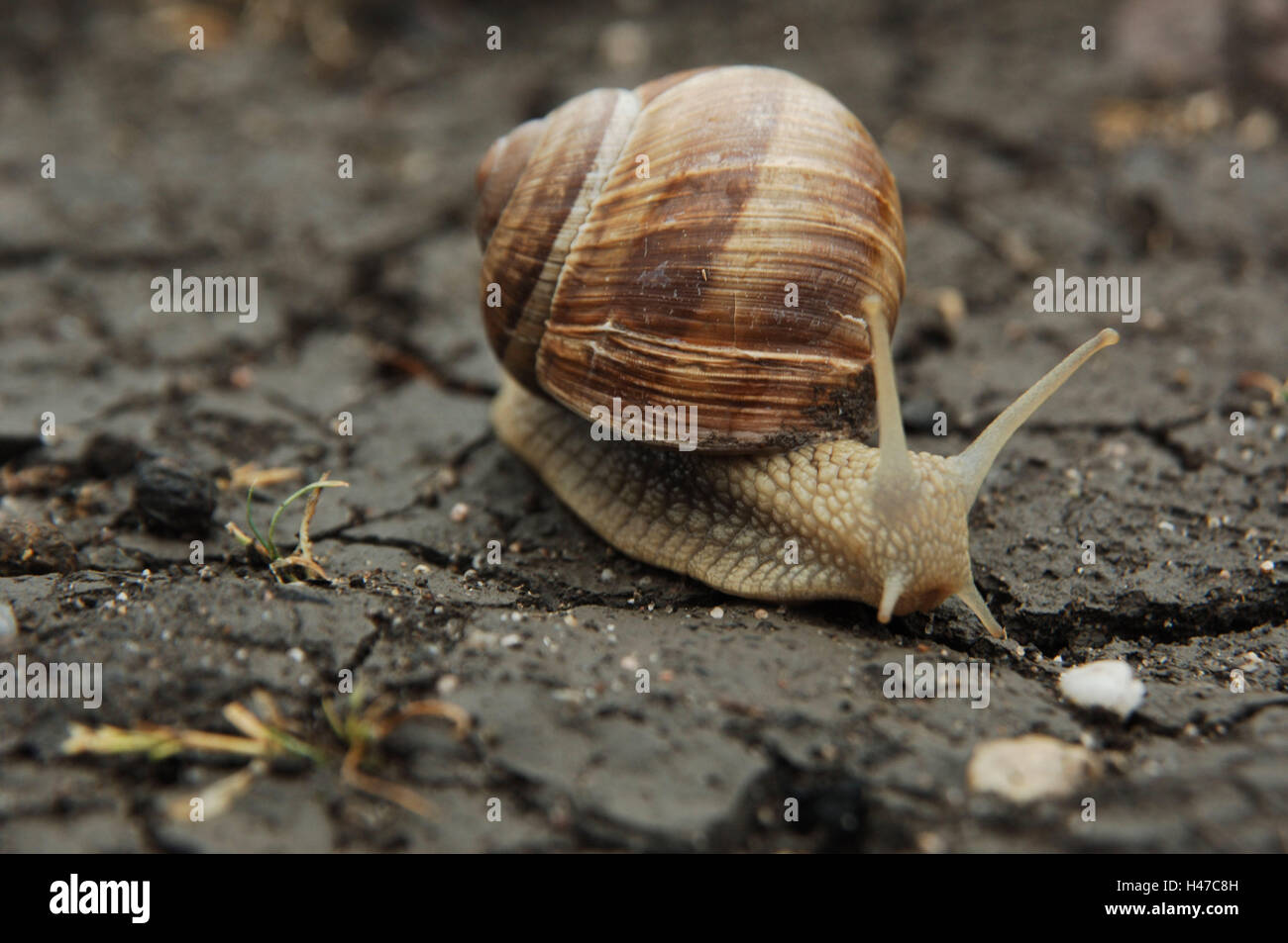 Mucky floor, edible snail, surface the earth, dry fissures, animal ...