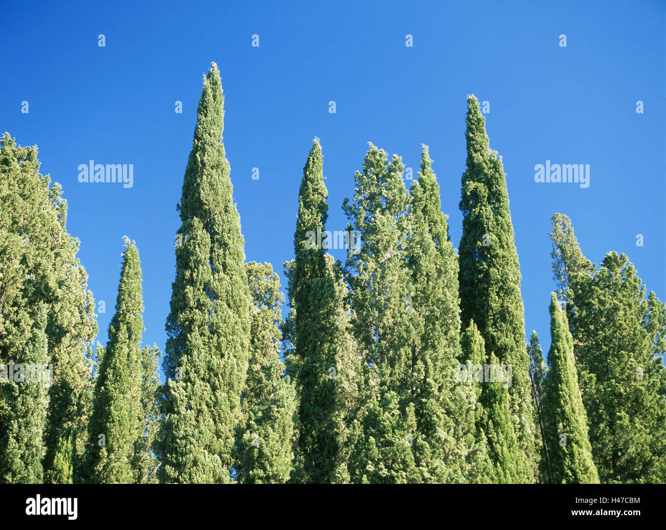 Cypress plants hi-res stock photography and images - Alamy