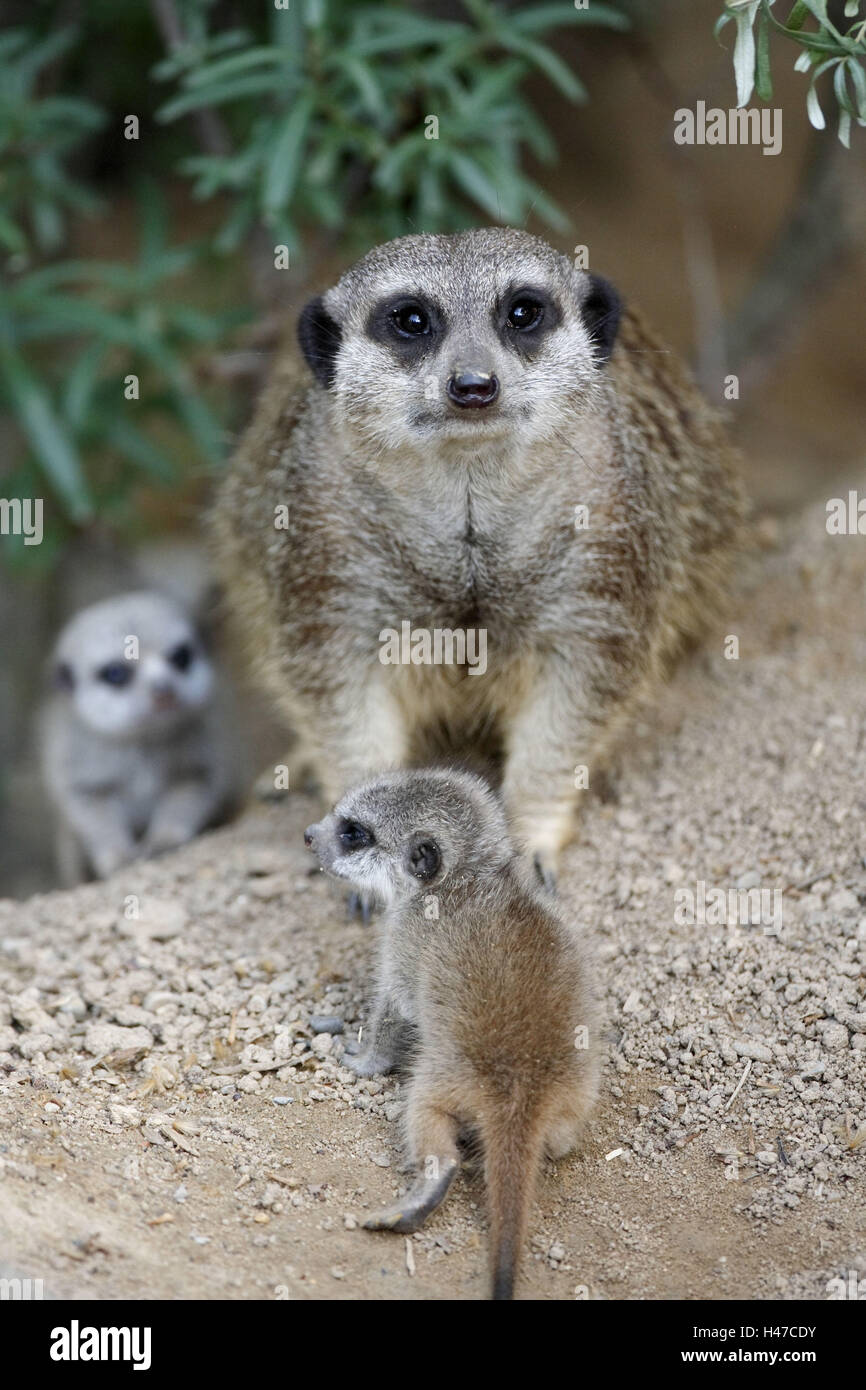 suricate, Suricata suricatta, dam, young Stock Photo - Alamy