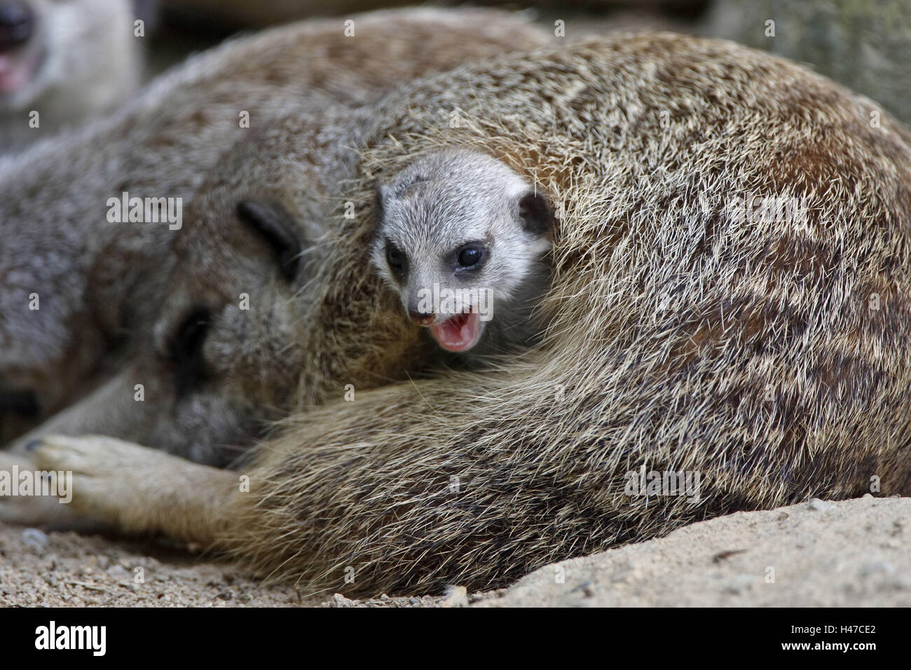 Suricat suricate hi-res stock photography and images - Alamy