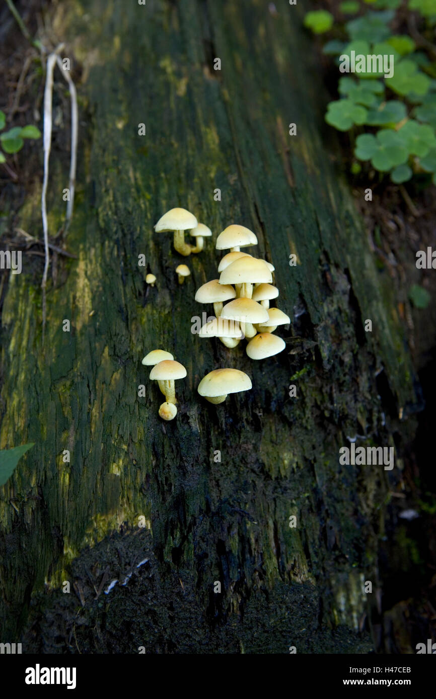 Rib fungi hi-res stock photography and images - Alamy