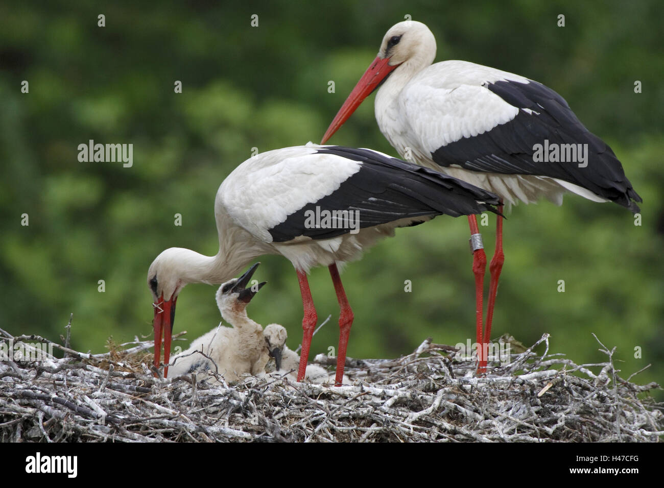 White-storks, Ciconia ciconia, chicks, nest Stock Photo - Alamy