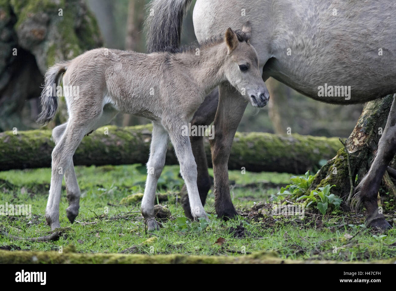 Dulmen Pony, foals Stock Photo - Alamy