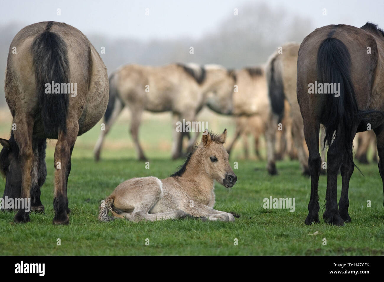 Dulmen Pony, foals Stock Photo - Alamy