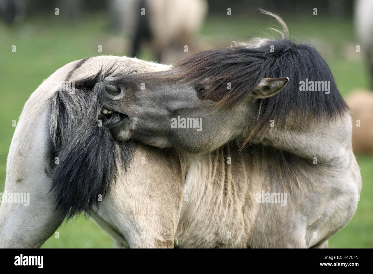 Dulmen Pony, outside Stock Photo - Alamy
