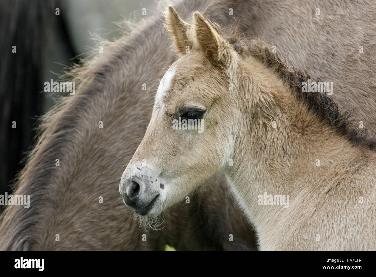 Dulmen Pony, foals Stock Photo - Alamy