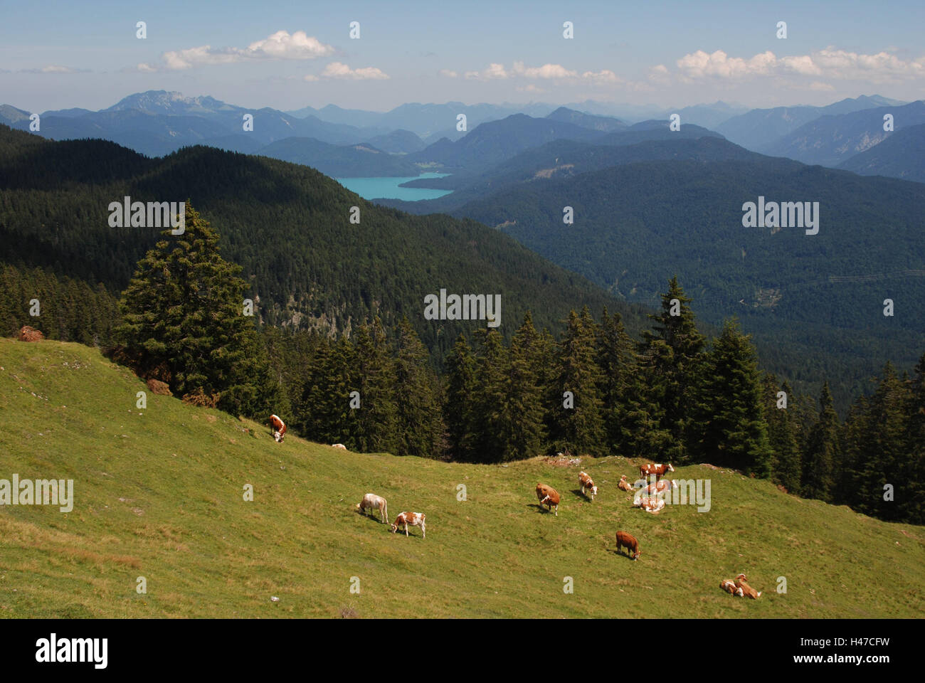 Germany, Upper Bavaria, mountain pasture, mountains, mountain landscape ...
