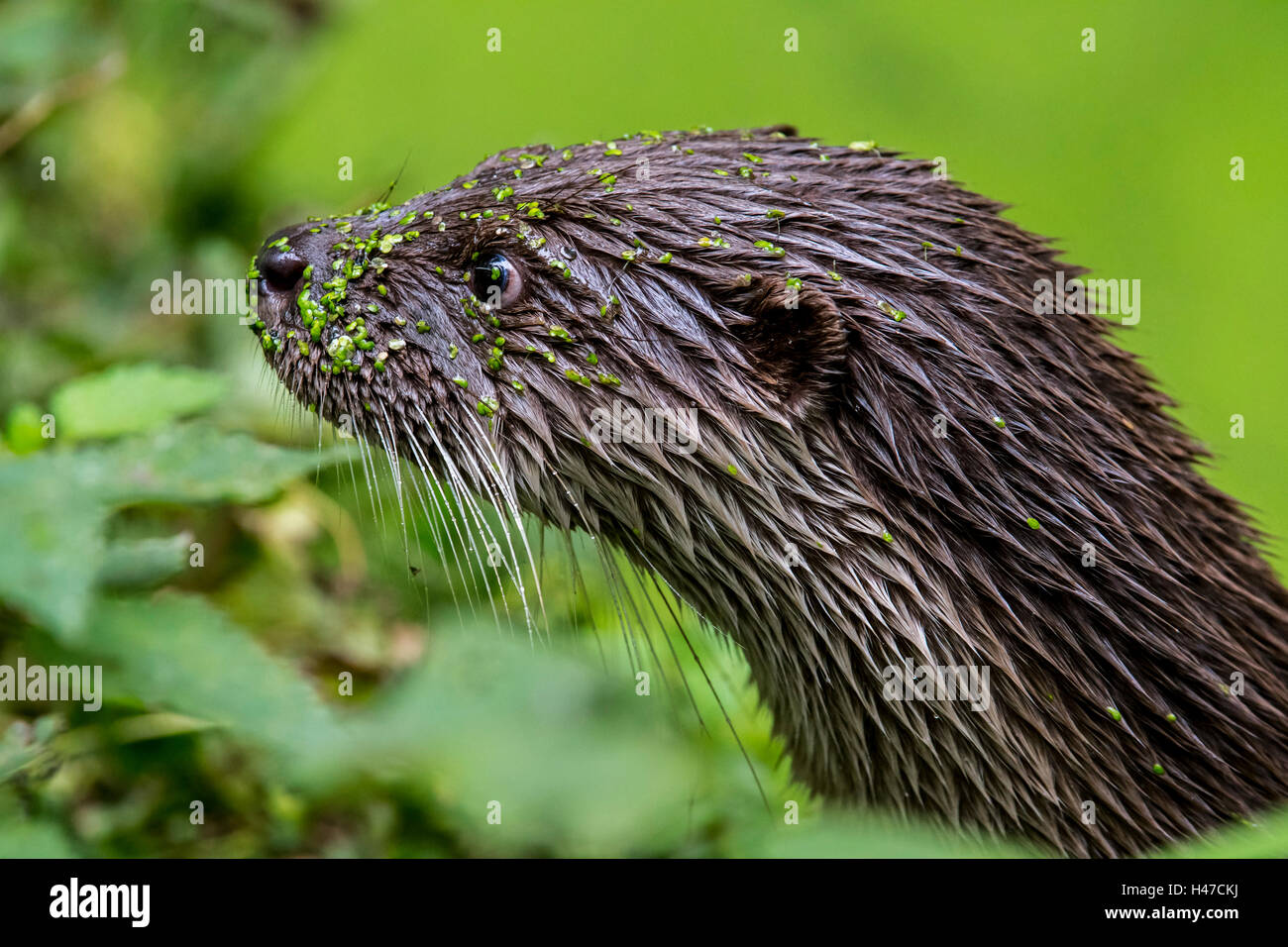 Close up portrait of European River Otter (Lutra lutra) in pond covered ...