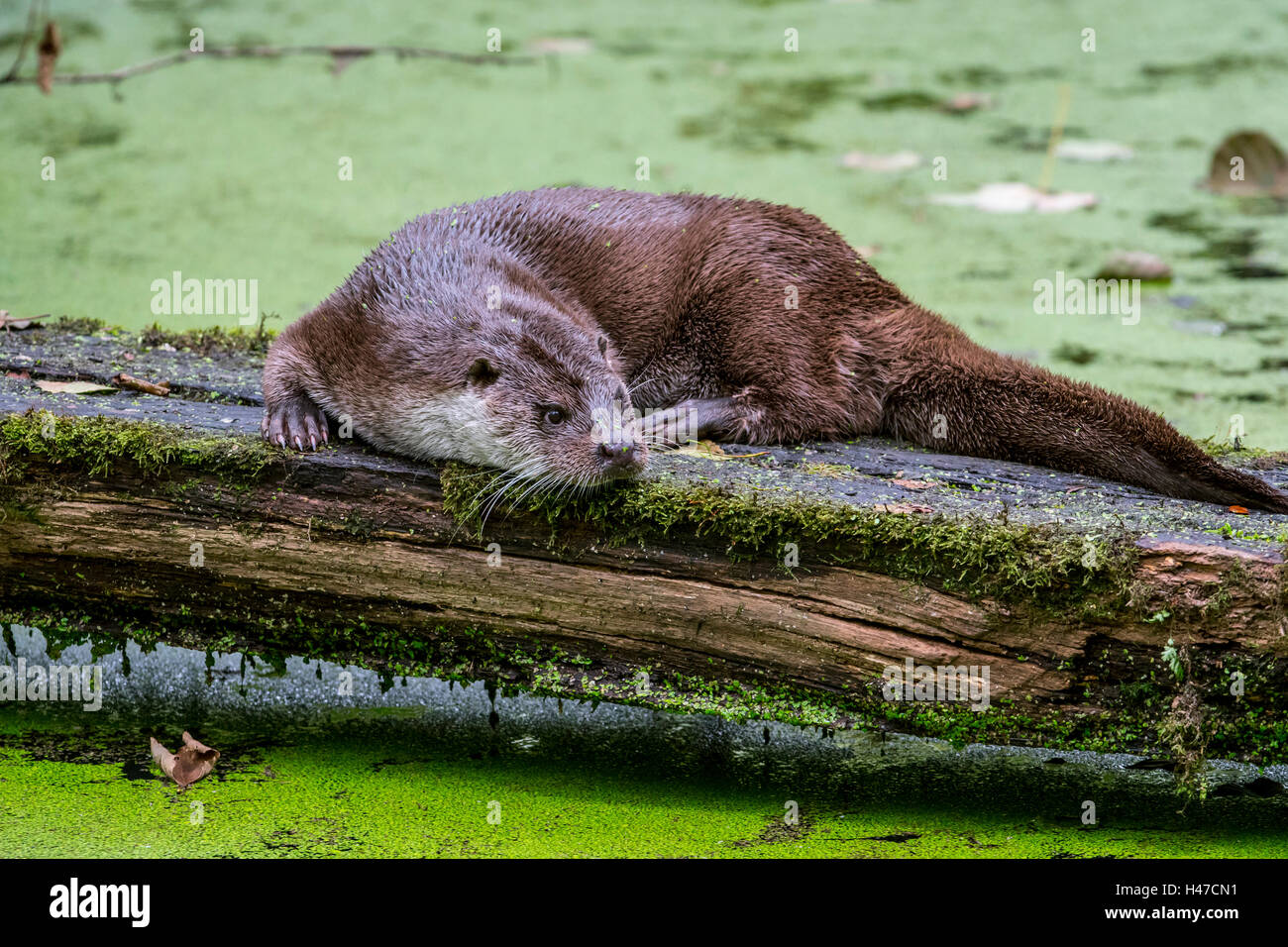 Otter on log hi-res stock photography and images - Alamy