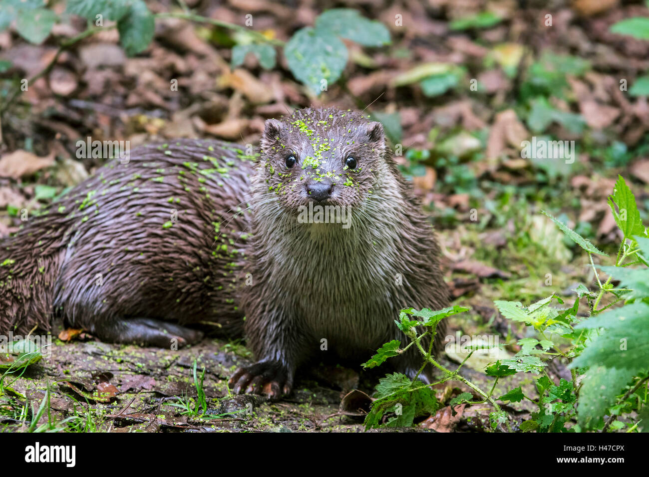 European River Otter (Lutra lutra) on riverbank in forest Stock Photo ...