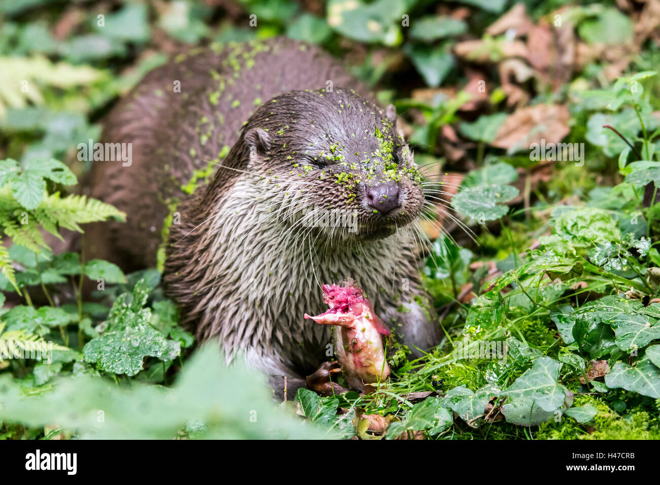 Otter eating fish hi-res stock photography and images - Alamy