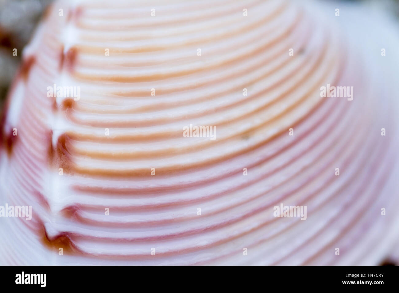 close up of a small colorful sea shell in a tropical Panamanian beach ...