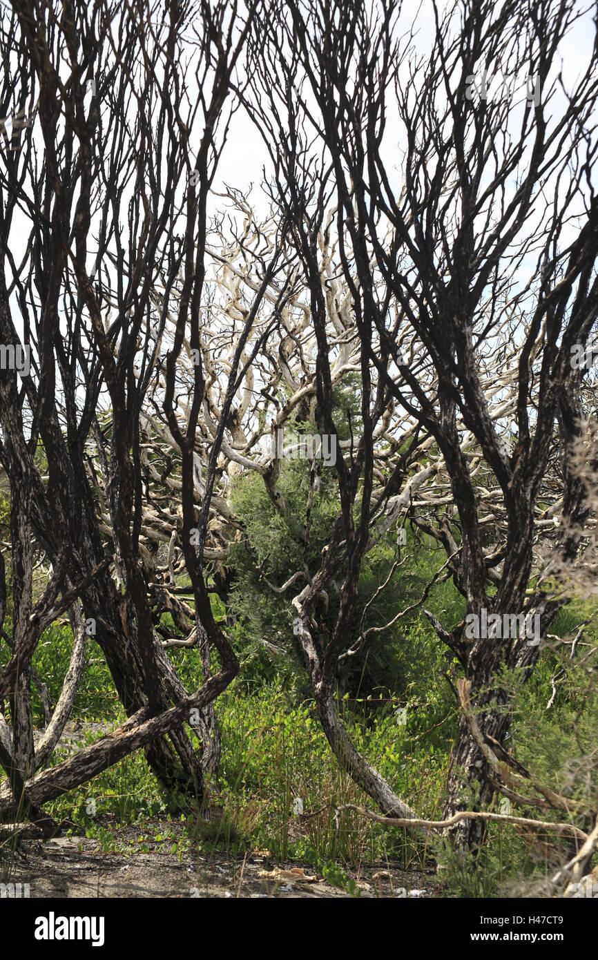 Australia, western Australia, brushland, shrubs, trees, branches ...