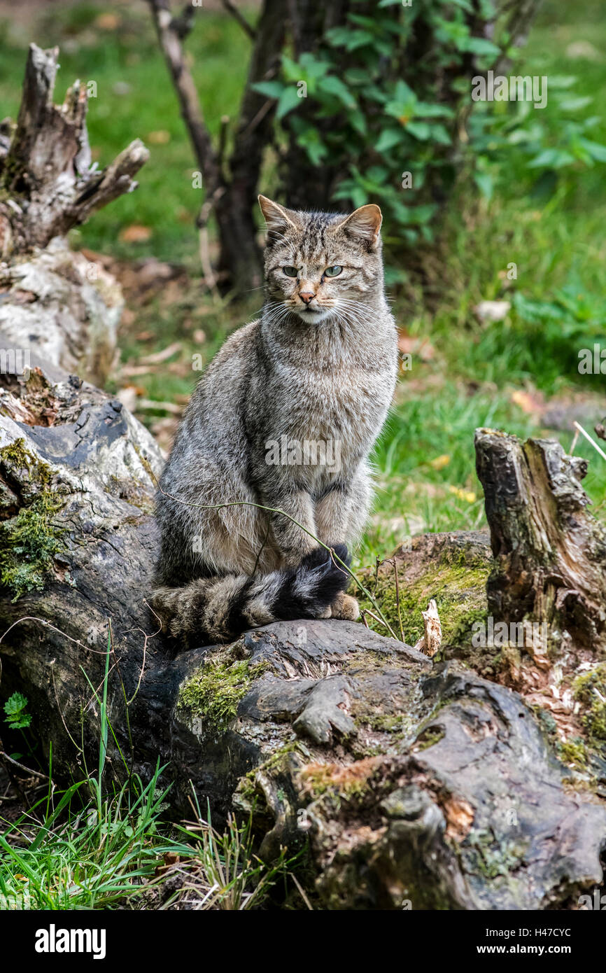 Europe forest wild animals mammal trees hi-res stock photography and ...