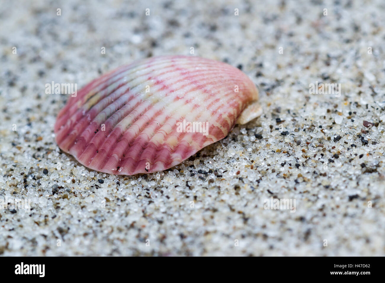 close up of a small colorful sea shell in a tropical Panamanian beach ... close up of a small colorful sea shell in a tropical Panamanian beach ...
